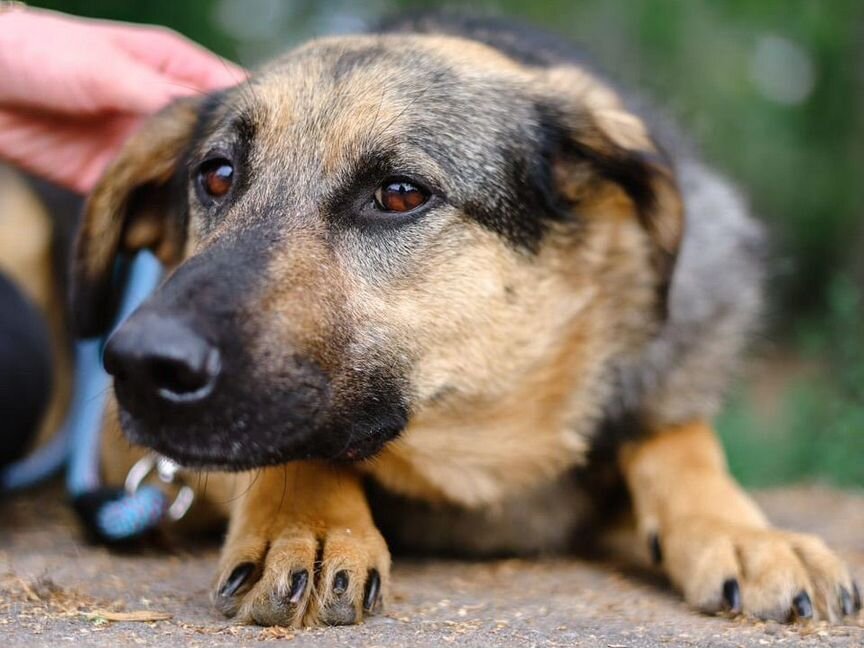 Давид собака которую предали