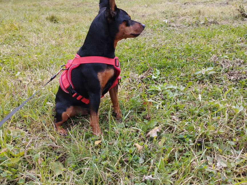 Цвергпинчер в добрые руки