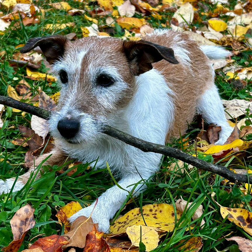 Джек рассел терьер девочка 11 лет в добрые руки