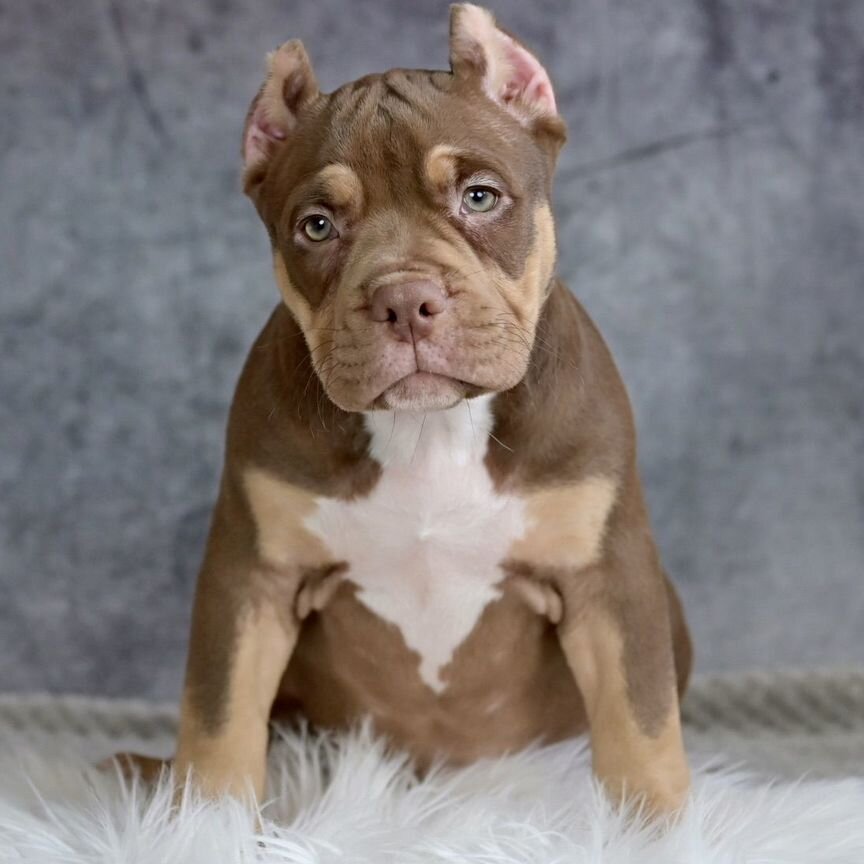 Американский булли, щенок
