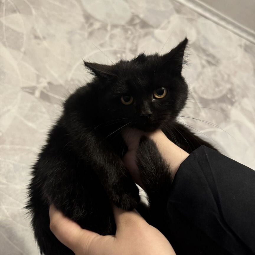 Красивые кошечки в добрые руки