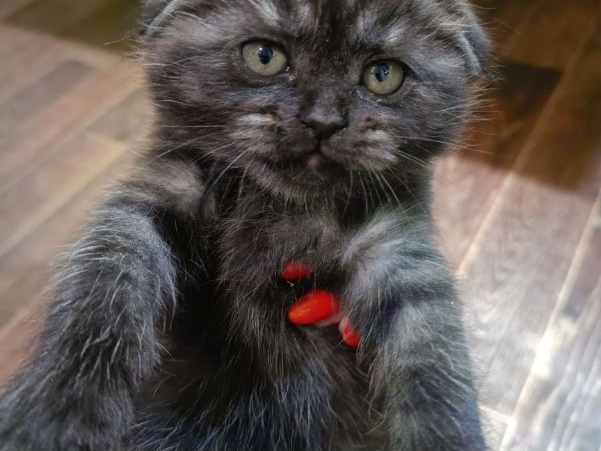 Шотландская вислоухая