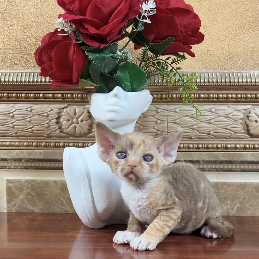 Девон-рекс котёнок