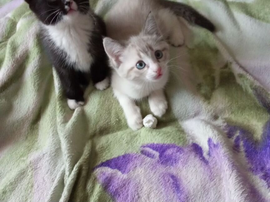 Котята в добрые руки