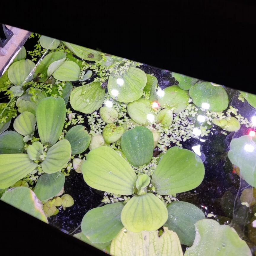 Аквариумное растение