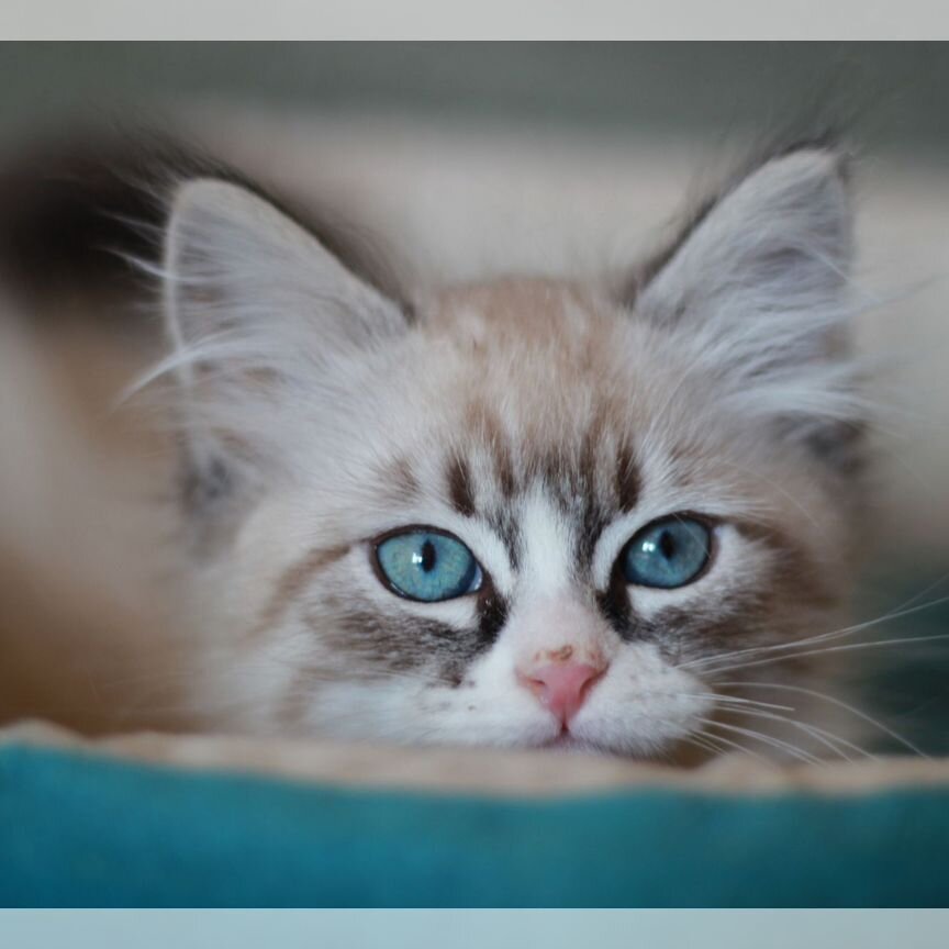 Невский маскарадный котёнок