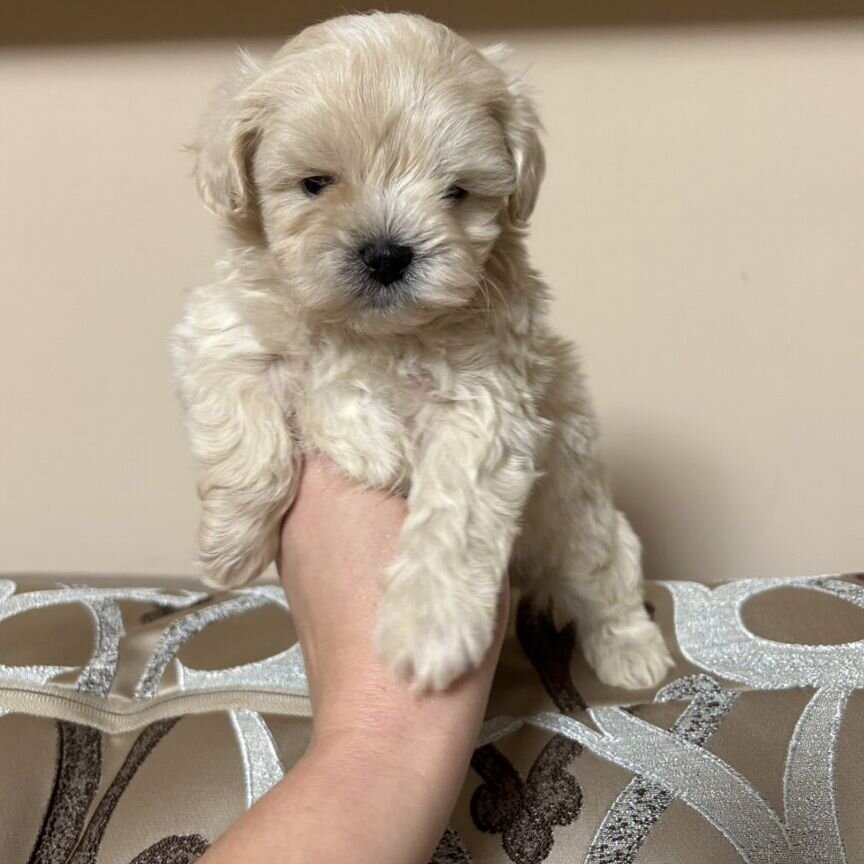 Шикарный мальчик мальтипу/pomapoo