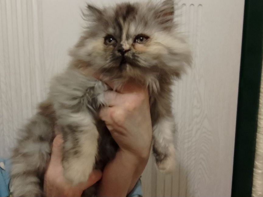 Персидская кошка