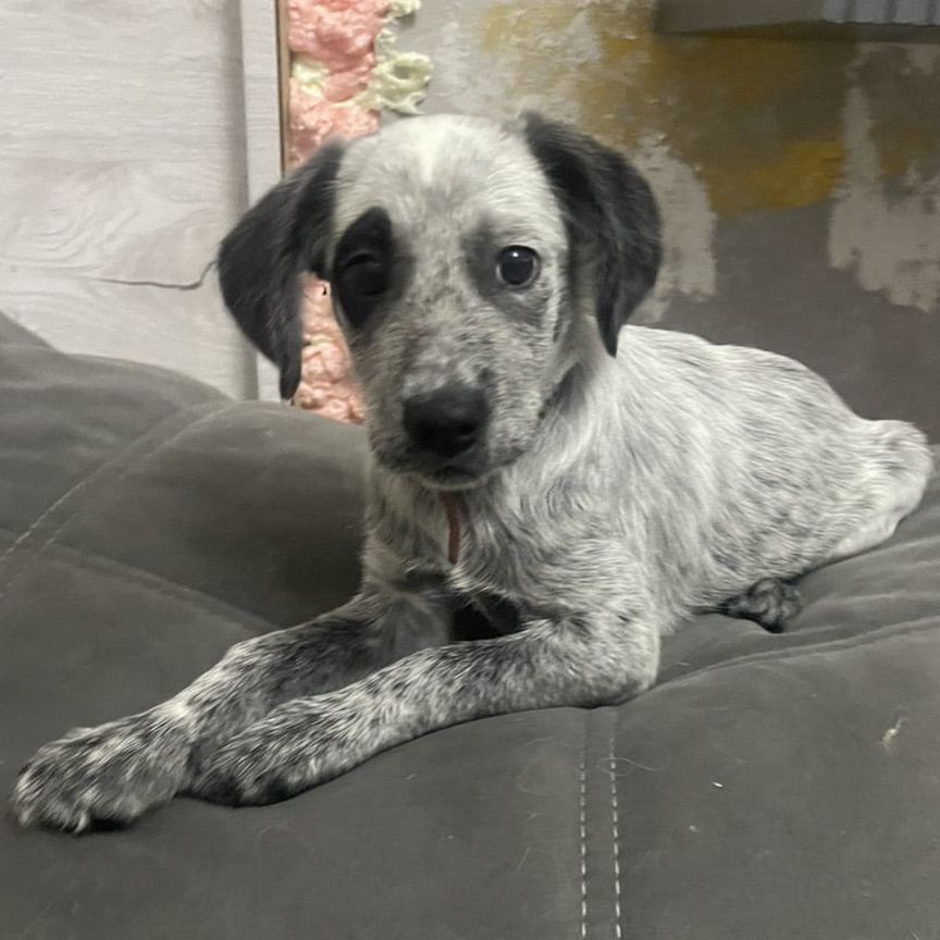 Английский кокер-спаниель, щенок