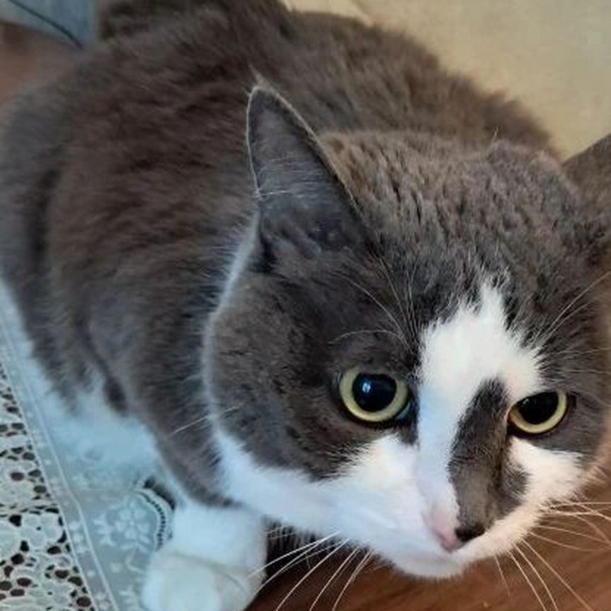 Взрослая, кошка в добрые руки