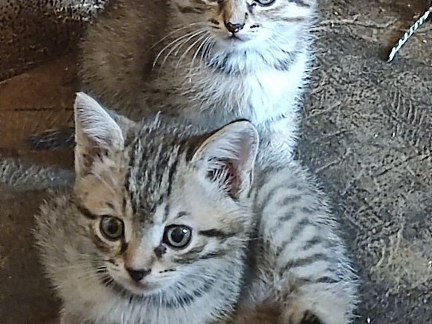 Кошка