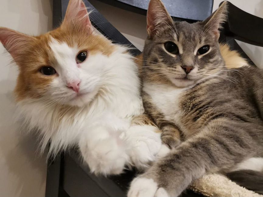 Кот и кошка ишут дом Вместе