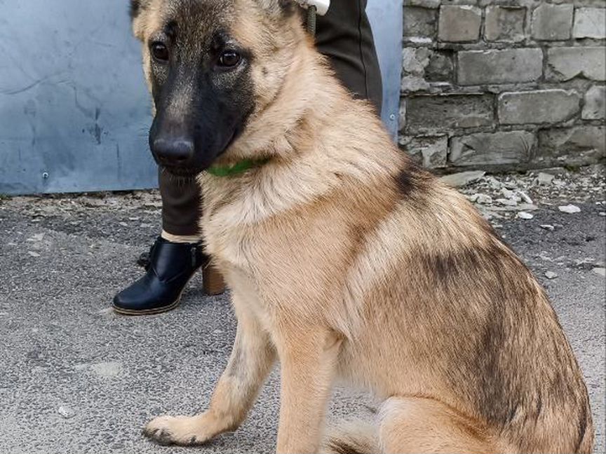 Лика щенок подросток