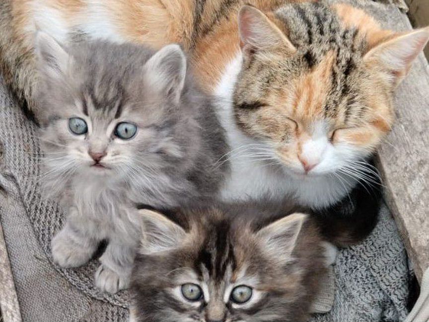 Котята. Отдам в добрые руки