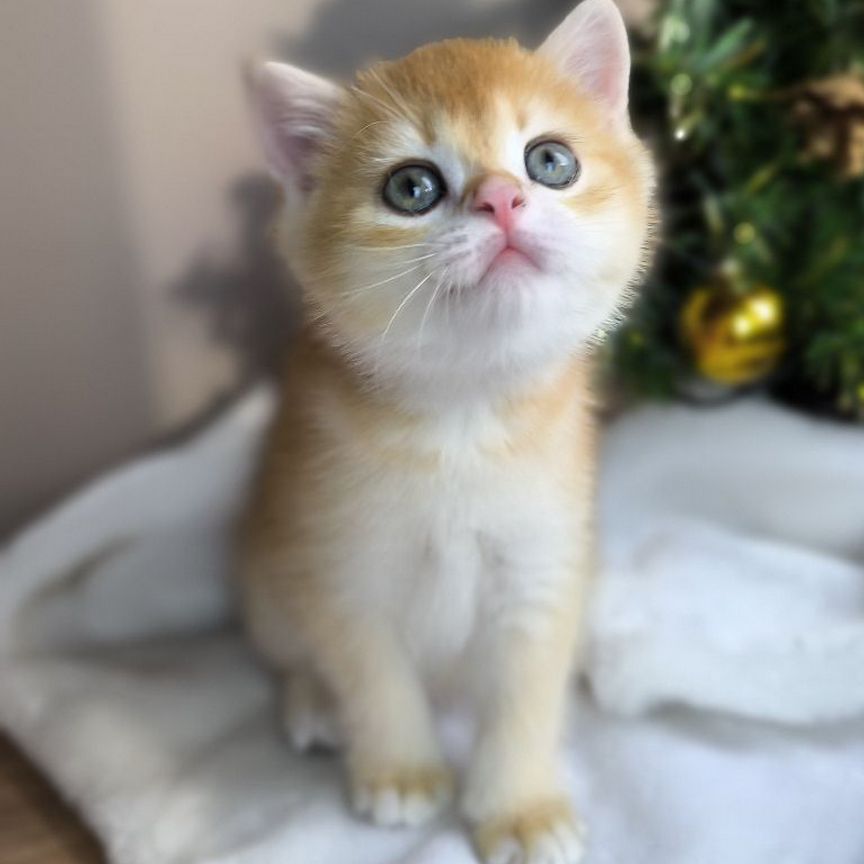 Шотландские прямоухие котята рыжие