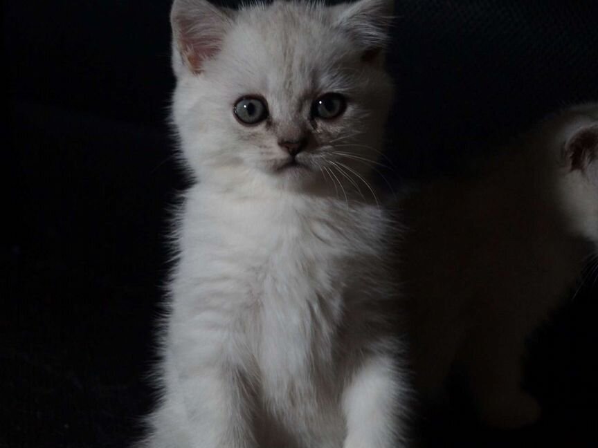 Шотландский котенок серебристая шиншилла