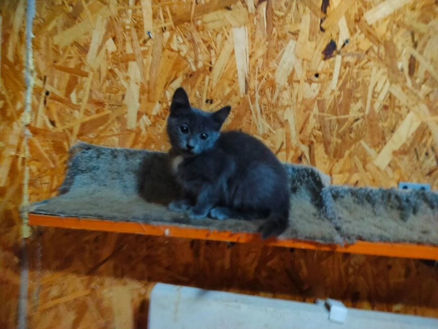 Русская голубая