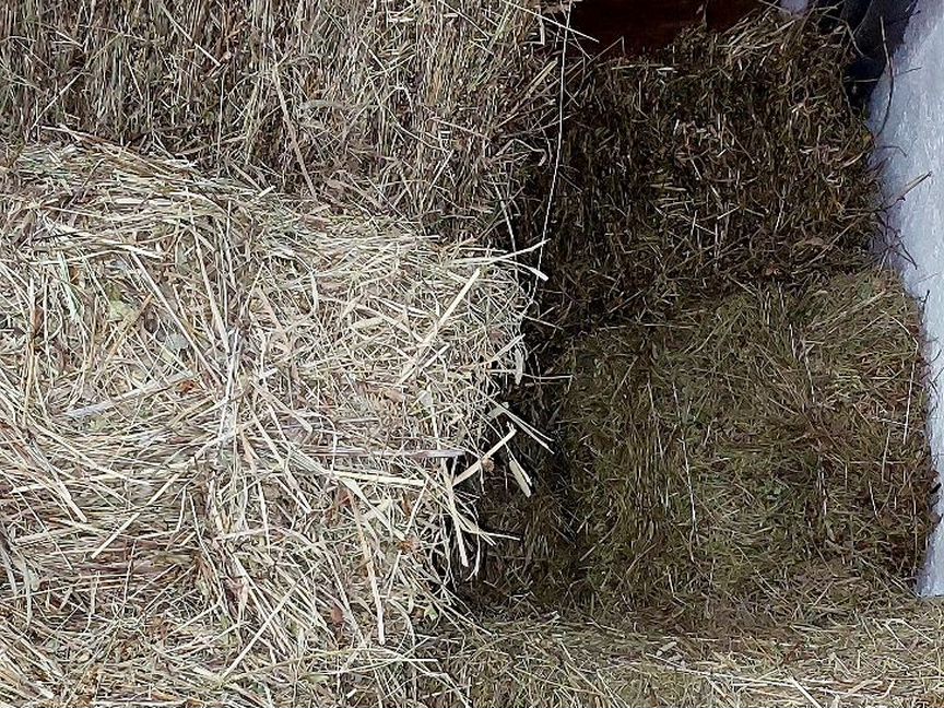 Сено в брикетах