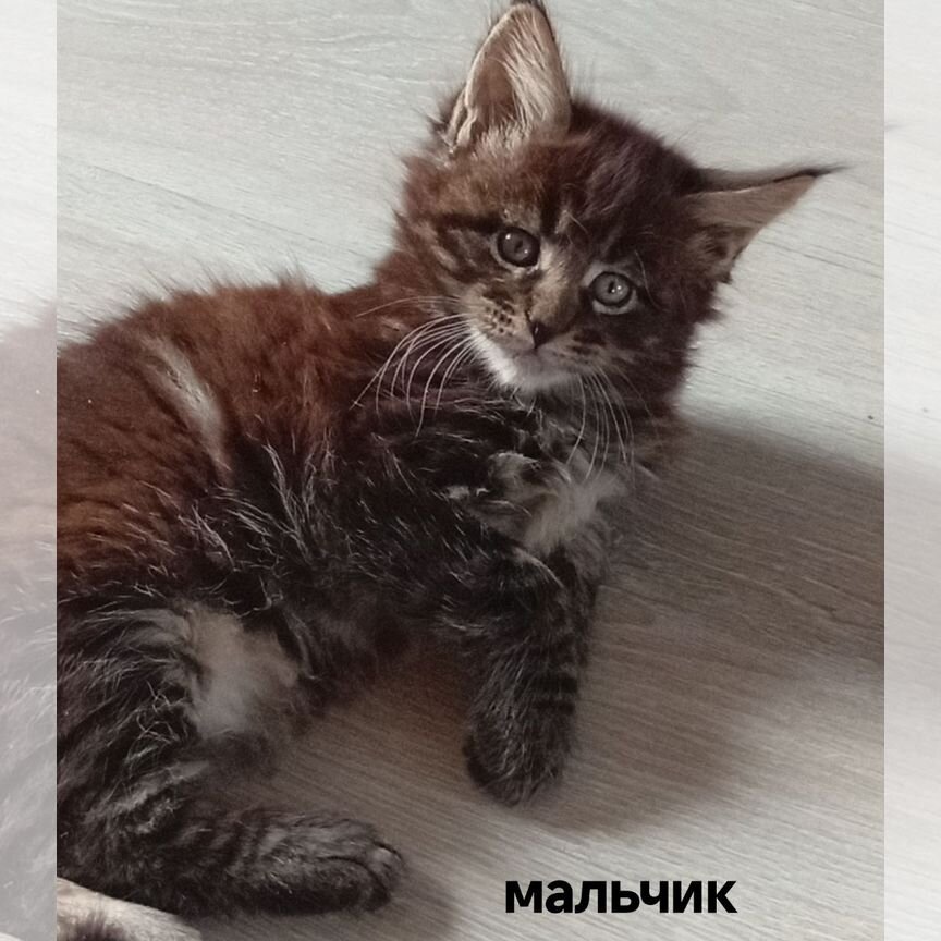 Мейн-кун котёнок