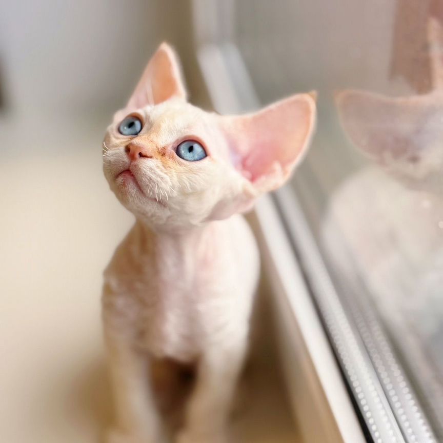 Котенок девон-рекс