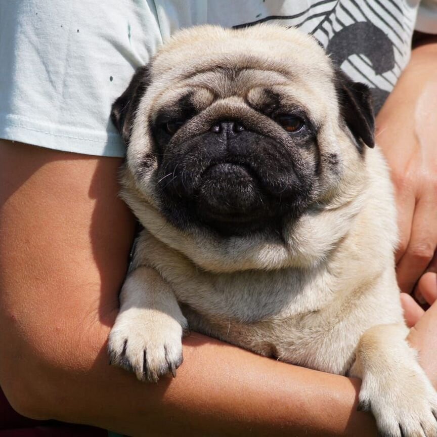 Мопс
