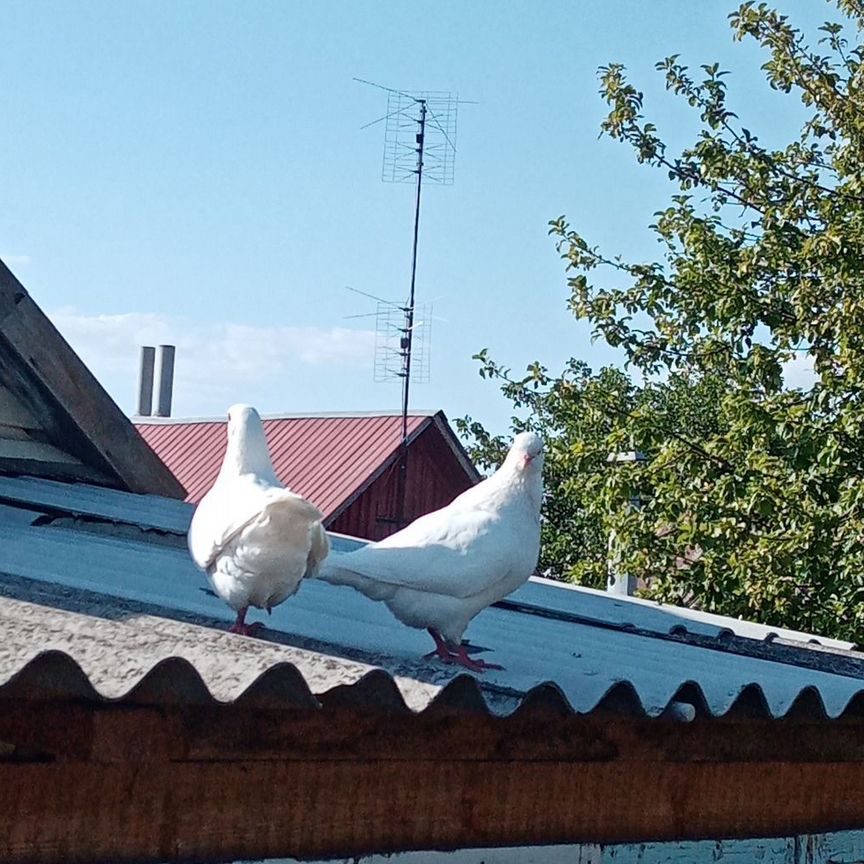 Продам голубей мясной породы (кинги)