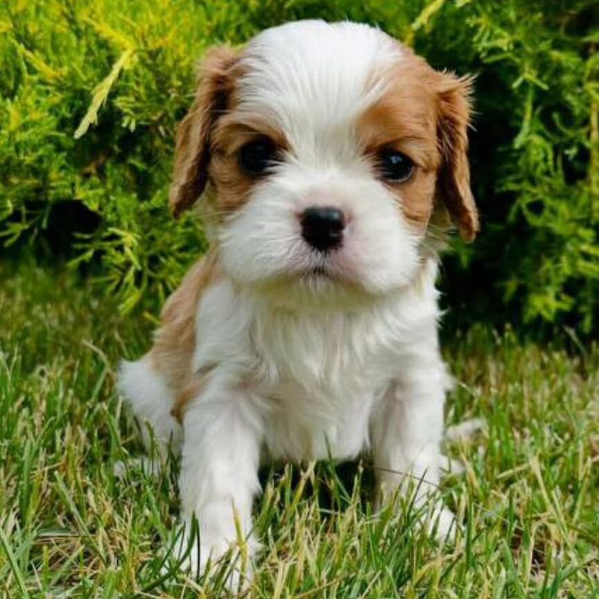 Кавалер кинг-чарльз-спаниель, щенок