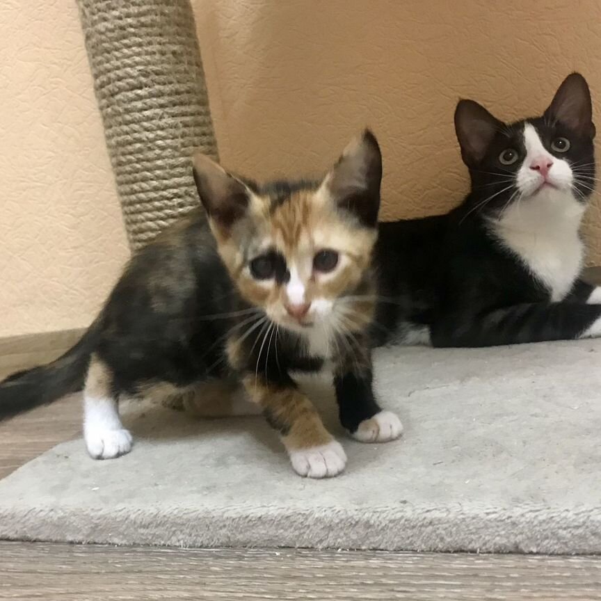 Засиделась малышня