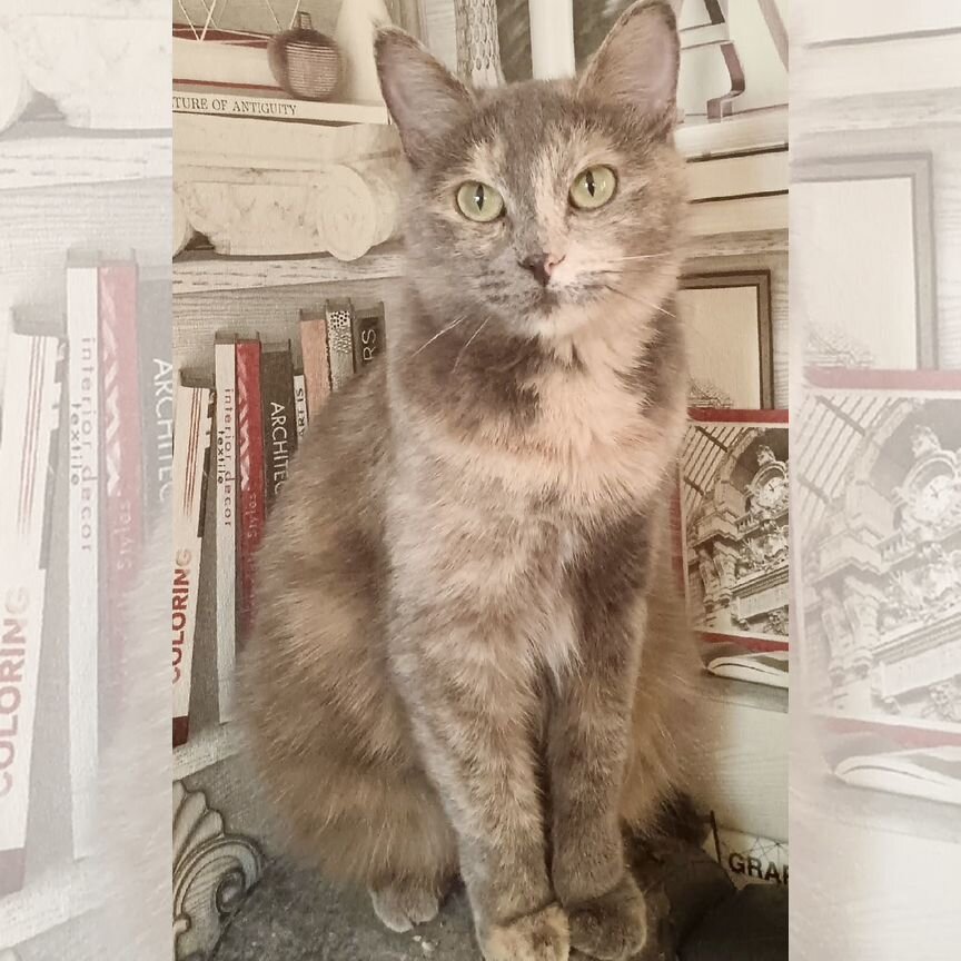 Взрослая, кошка в добрые руки