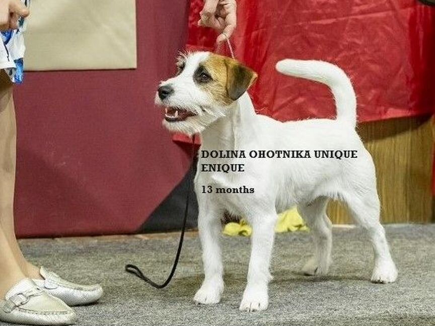 Джек Рассел терьер Чемпион для вязки
