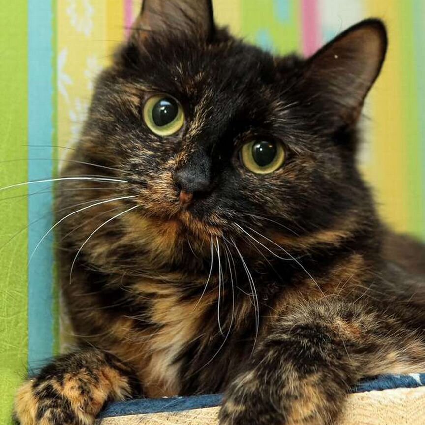 Ищет свой дом красотка Изабель