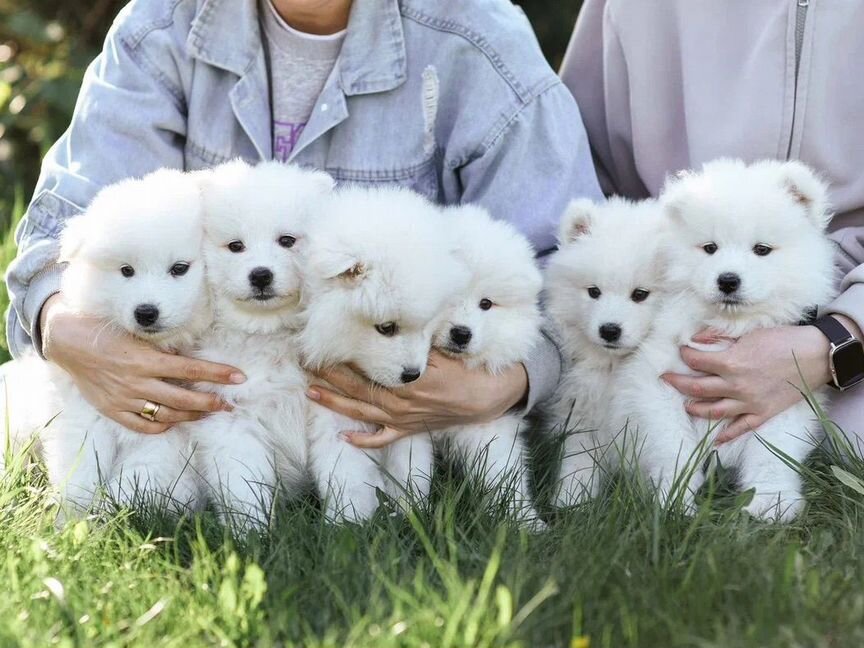 Щенки самоеда
