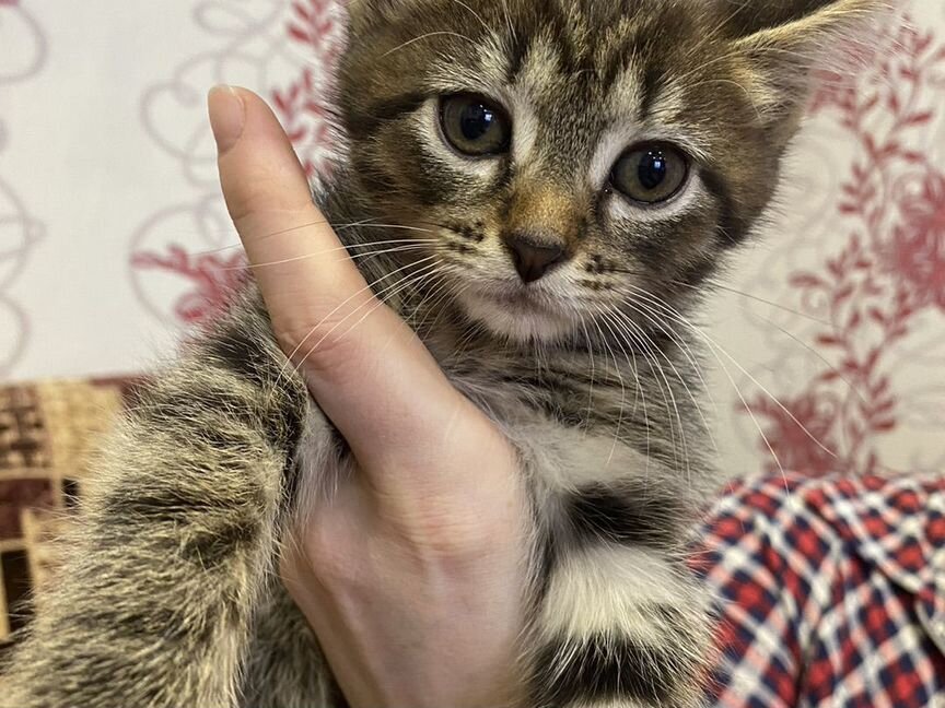 Котята мейн-кун бесплатно