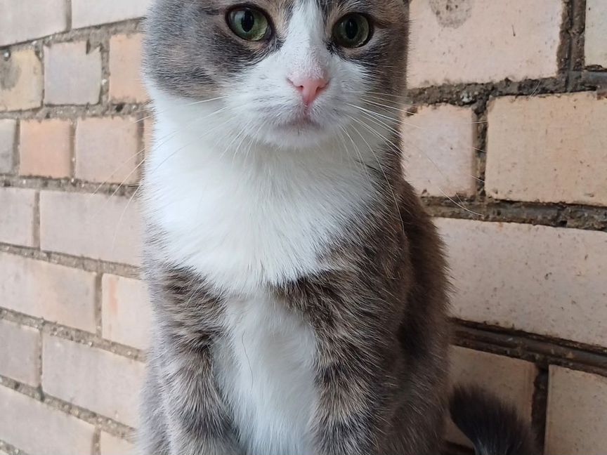Кошка