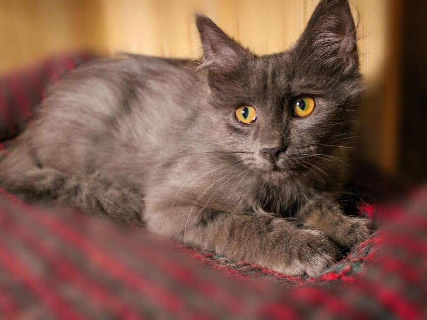 Котенок ищет дом