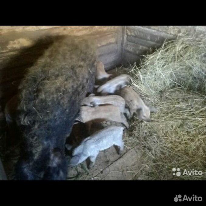 Венгерская Мангалица