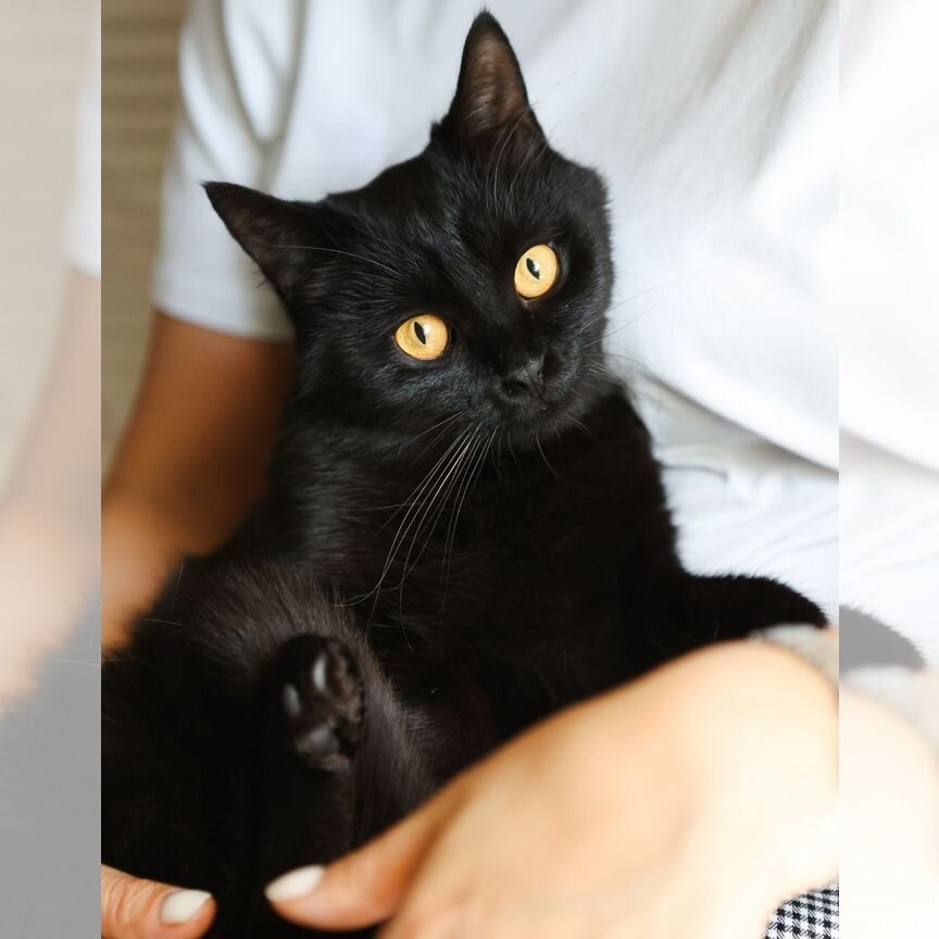 Черный котик живет взаперти без окон