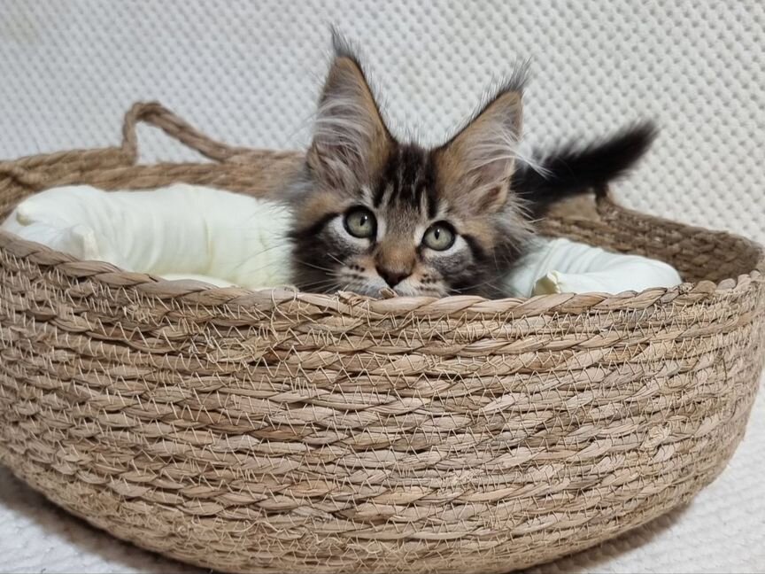 Мейн-кун котята разных окрасов