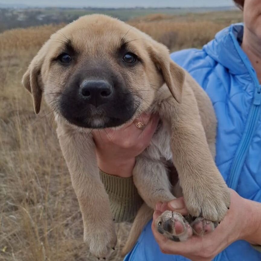 Собака в добрые руки отдам бесплатно