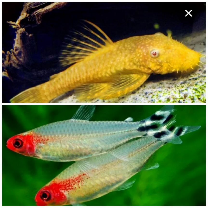 Обмен анцитрус и два родостомуса