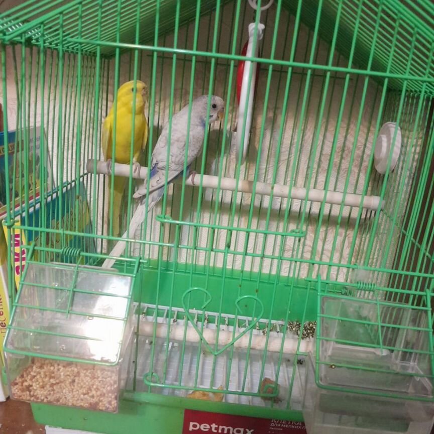 Попугай с клеткой бесплатно