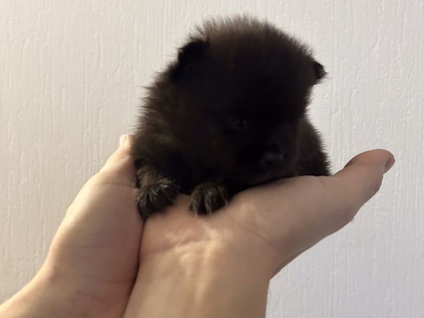 Померанский шпиц