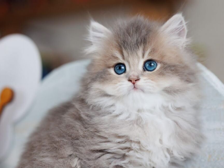 Длинношерстный британский котёнок