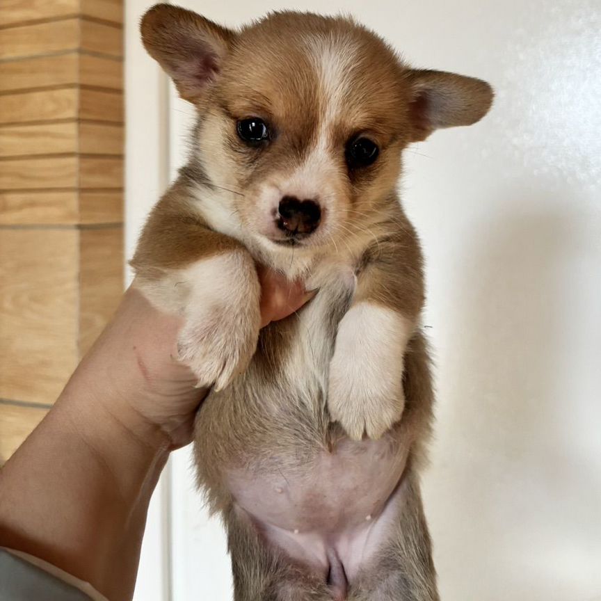 Вельш Корги Пемброк, щенок