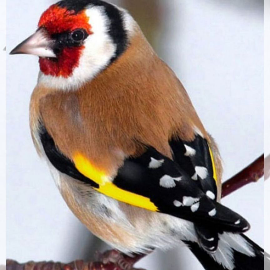 Лесная птица