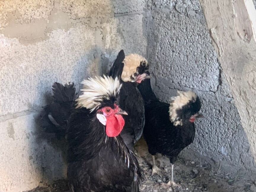 Голландская белохохлая