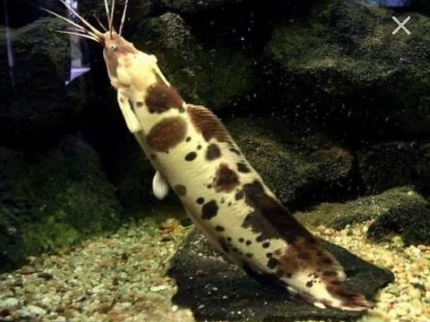 Сом Клариус