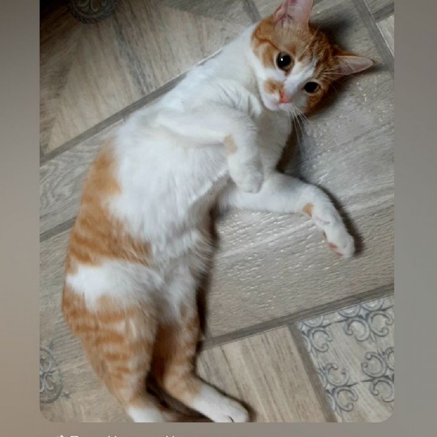 Ищем кота для вязки, кошечка молодая, домашняя