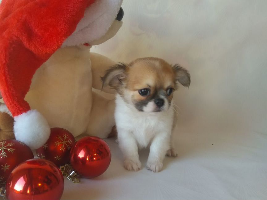 Чихуахуа девочки