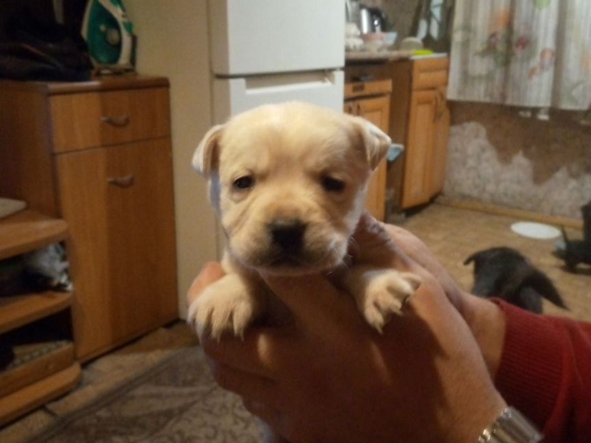 Щенки лабрадора палевые